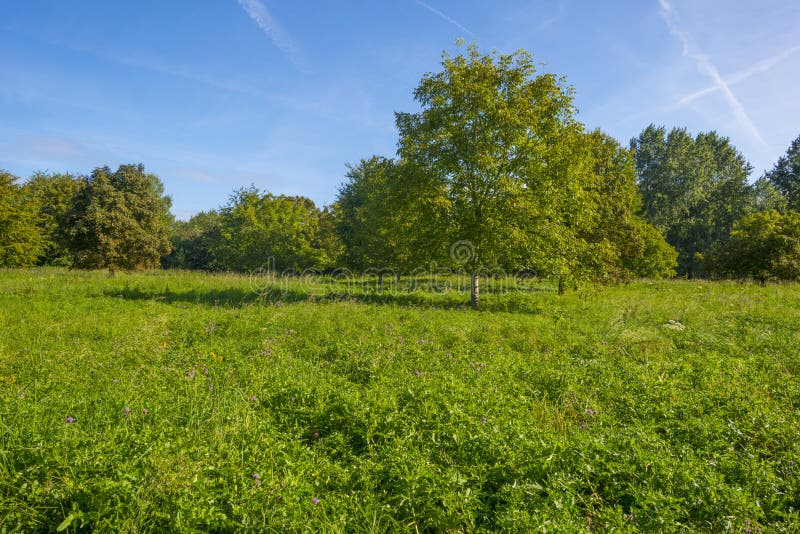 Trees in a Grassy Green Field Below a Blue Sky in Sunlight at Fall ...