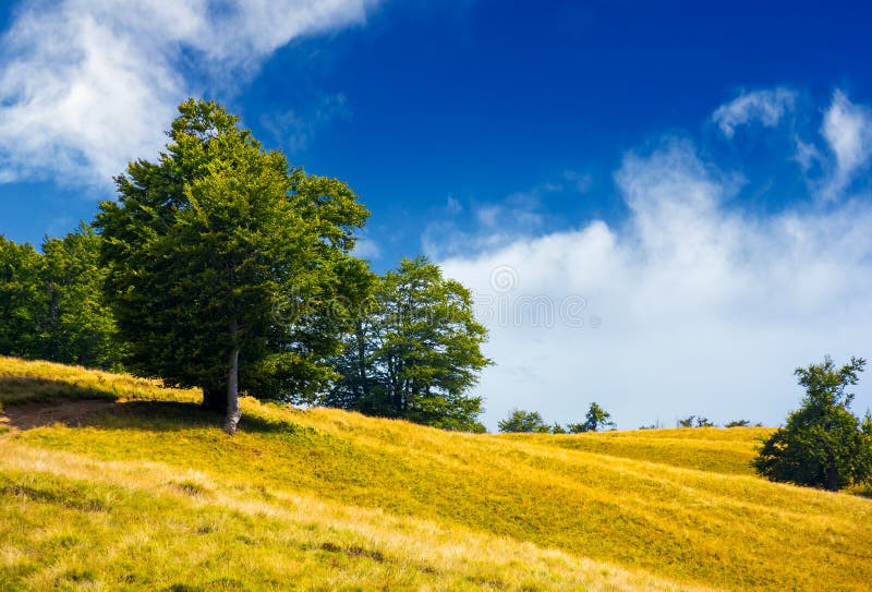 Trees on a Grassy Hillside in Summer Stock Image - Image of environment ...
