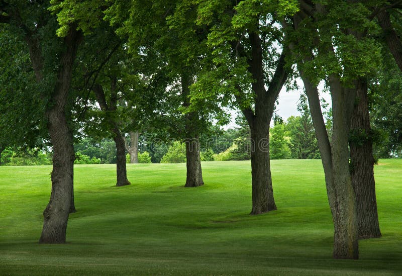 Trees on Grassy Incline stock photo. Image of green, natural - 16577890