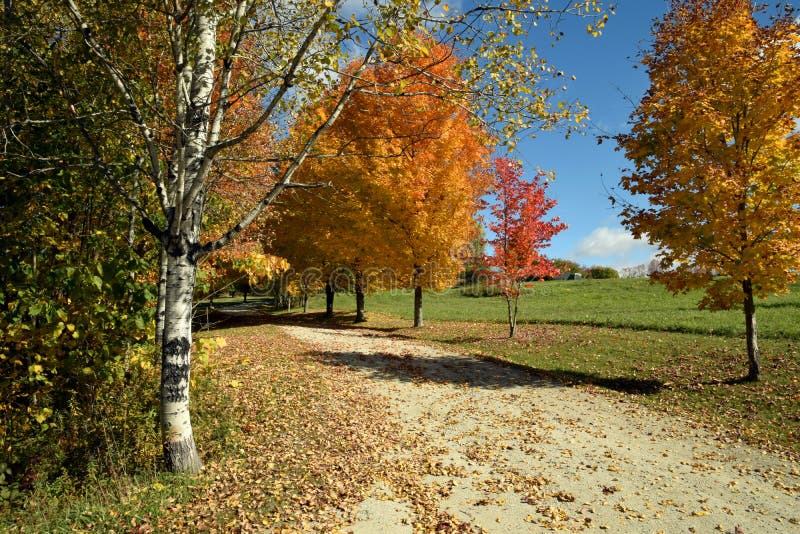 Through the trees stock image. Image of fall, gravel - 83680151