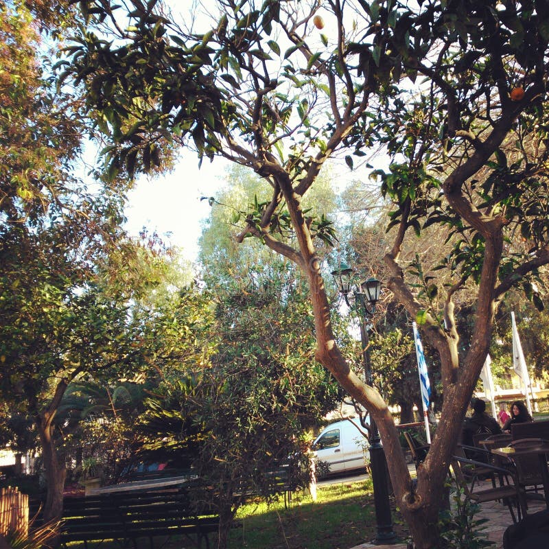 Trees on Corfu Island Coast, Greece Stock Image - Image of island ...