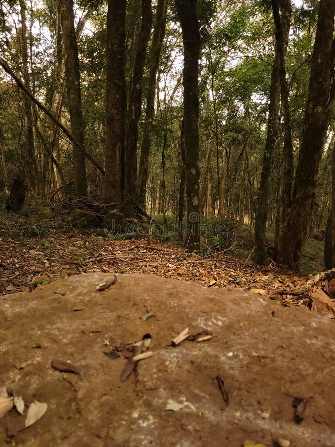 Trees in a Green and Dense Forest Stock Photo - Image of forest, tree ...