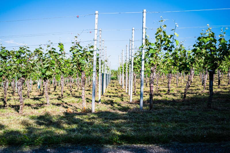 Trees in the Green Field Growing Next To White Poles Connected with ...