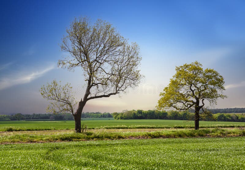 Trees on a green field stock image. Image of summer - 208337419