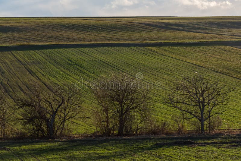 Trees and Green Fields in Spring Setting Sun Stock Image - Image of ...