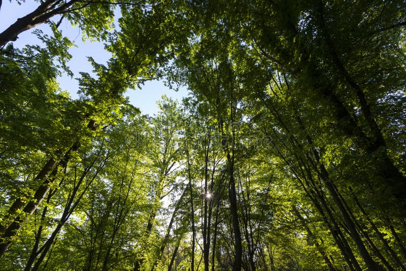 Trees with Green Foliage in the Summer Stock Photo - Image of plant ...
