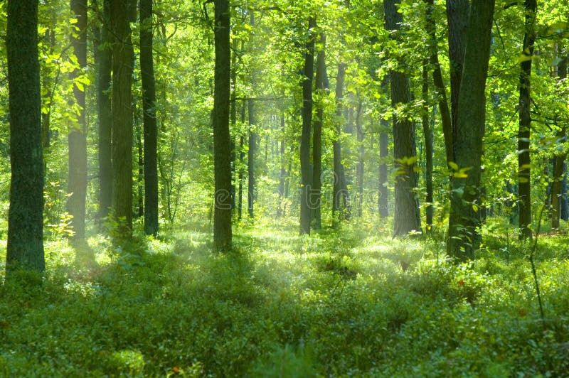 Trees in green forest stock photo. Image of tranquility - 10871876