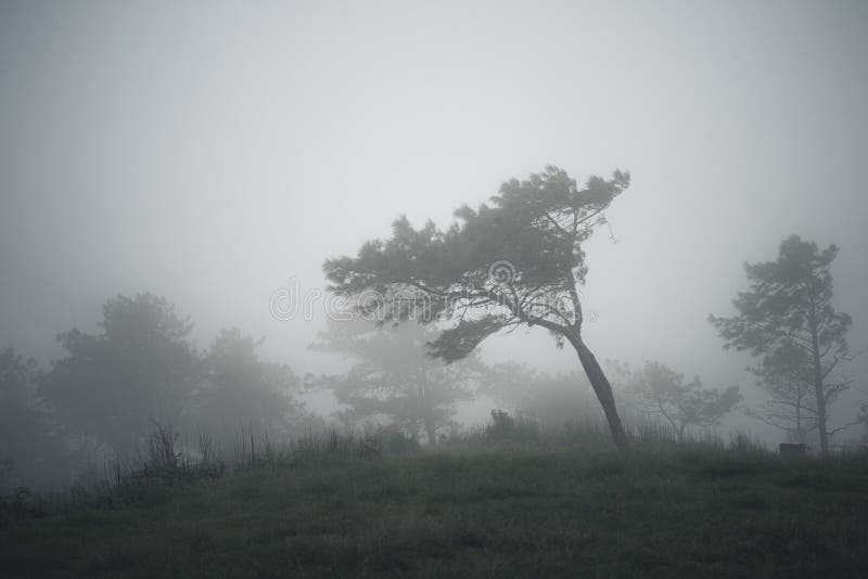 Trees and Green Forest Entrances in the Rainy Season Stock Image ...