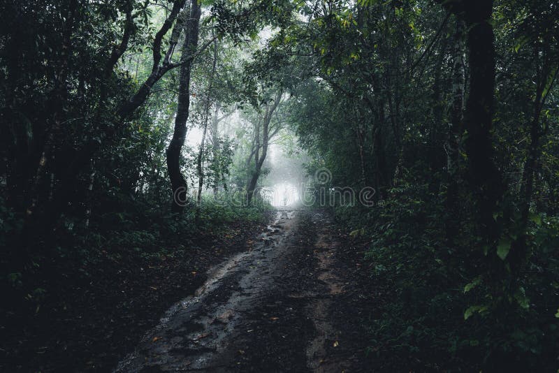 Trees and Green Forest Entrances in the Rainy Season Stock Photo ...