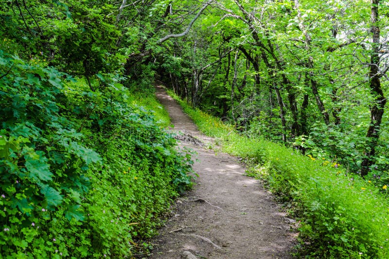 Trees in Green Forest, Footpath Stock Image - Image of footpath, wood ...