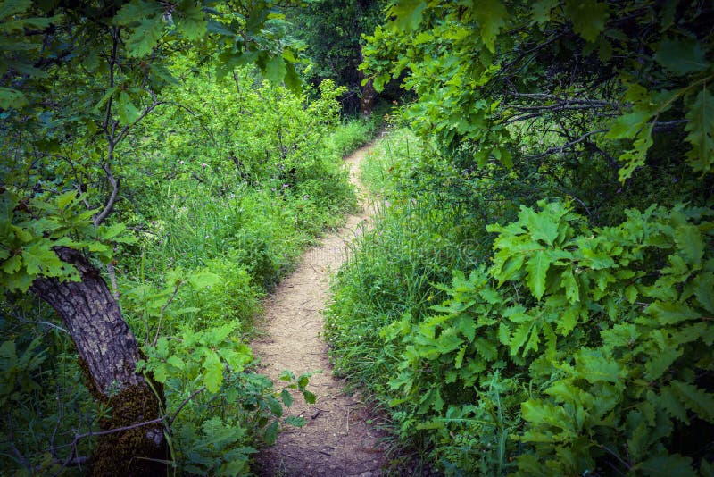 Trees in Green Forest, Footpath Stock Photo - Image of trunk, moss ...