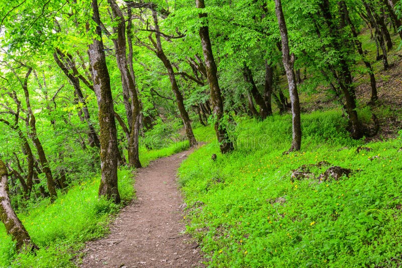 Trees in Green Forest, Footpath Stock Image - Image of moss, flower ...