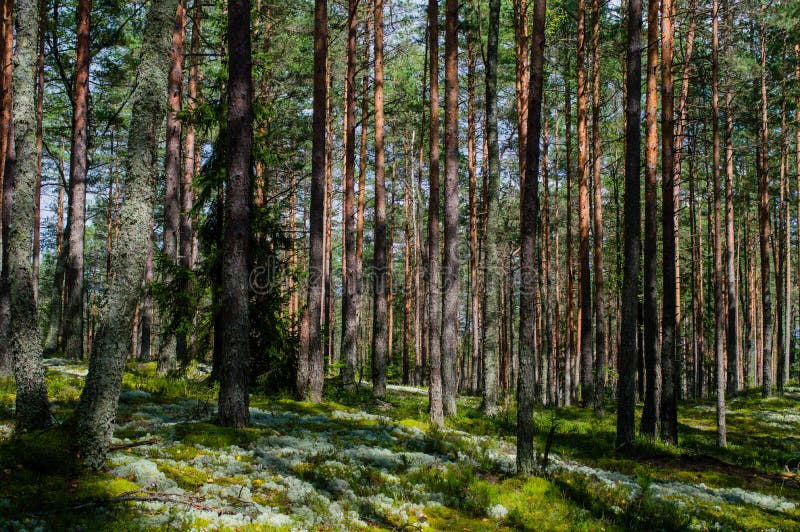Trees in Green Forest with Moss and Autumn Colors Stock Photo - Image ...