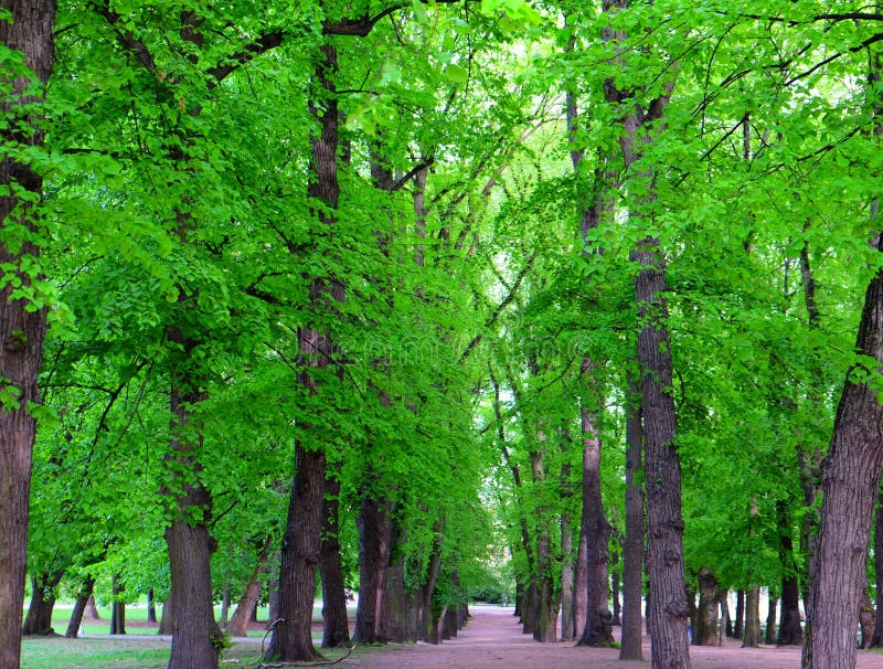 Trees in a Green Forest.Pathway through a Forest Full of Trees. Stock ...