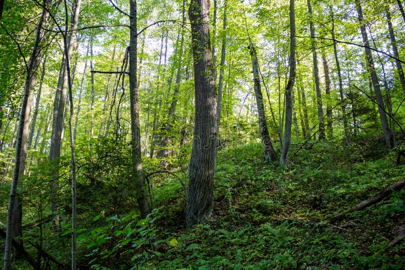 Trees in the Forest on the Slope of the Ravine Stock Image - Image of ...