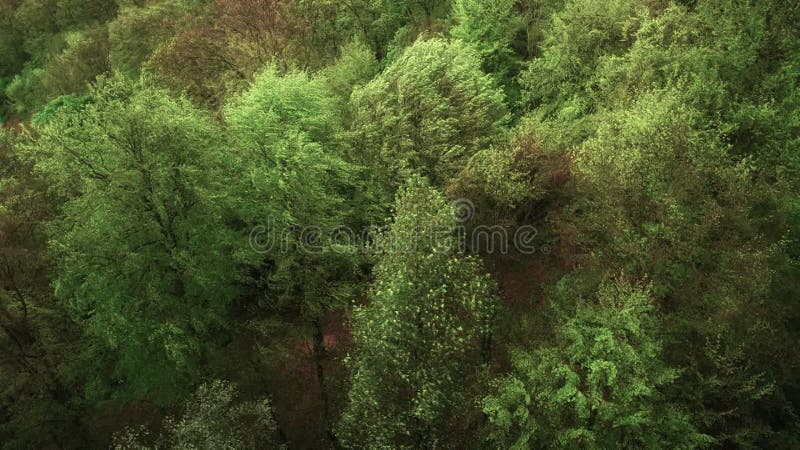 Trees of a Forest Dancing with Strong Winds Stock Footage - Video of ...