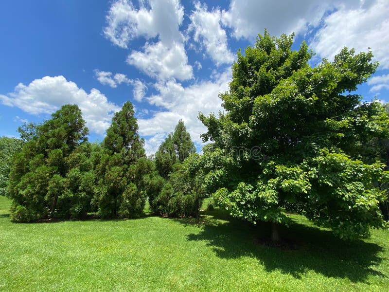 June Landscape stock photo. Image of evening, june, green - 2672414