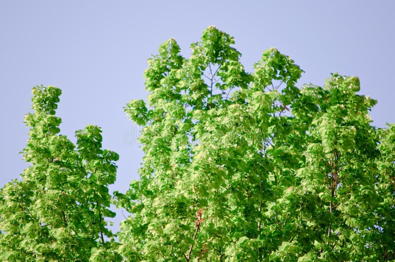 Trees with green leaves stock photo. Image of sunny - 147985936