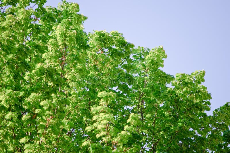 Trees with green leaves stock photo. Image of blue, spring - 147986240