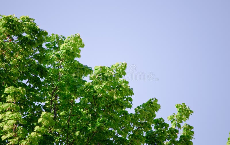 Trees with green leaves stock photo. Image of spring - 147988972