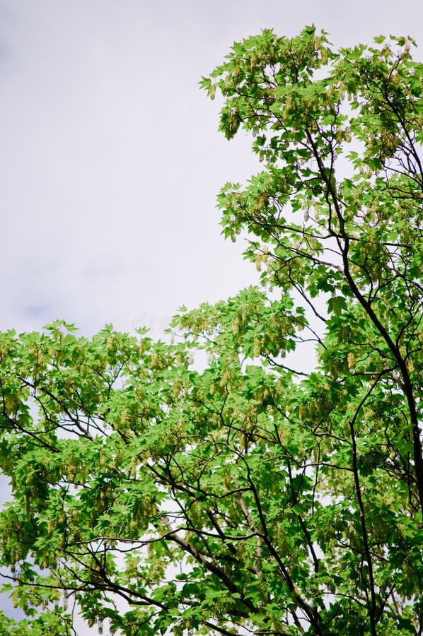 Trees with green leaves stock photo. Image of sunny - 148048324