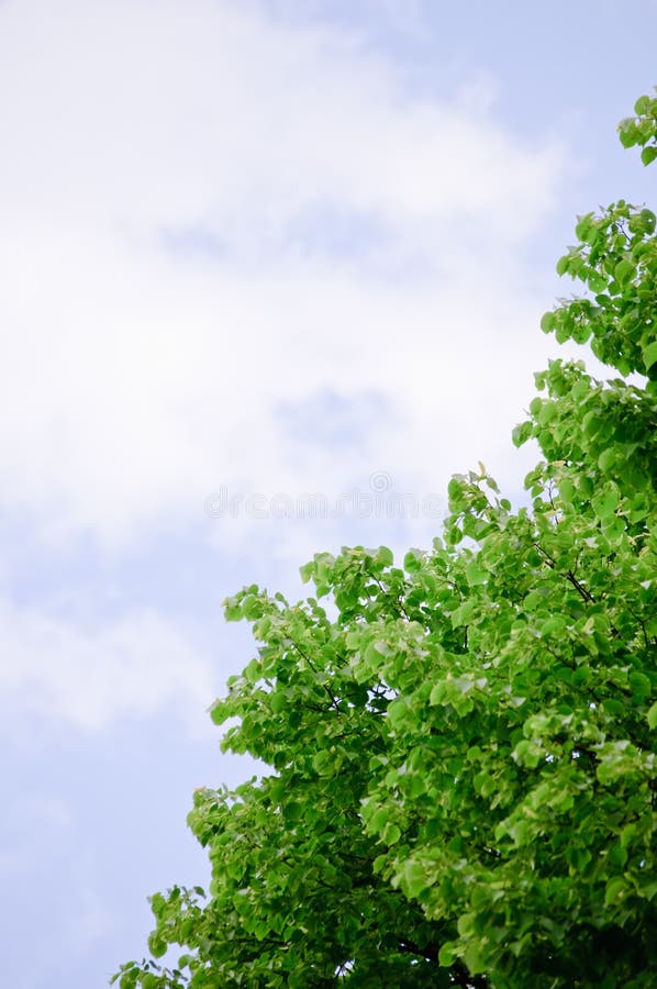 Trees with green leaves stock image. Image of spring - 148157843