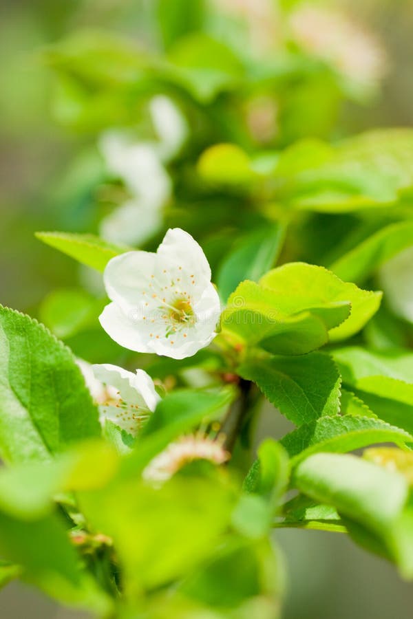Trees Green Leaves and Flowers. Spring Stock Photo - Image of ...