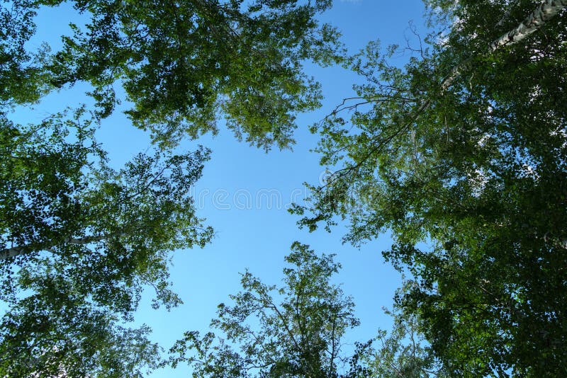 Trees with Green Leaves in the Forest, Looking Up. Nature, Background ...
