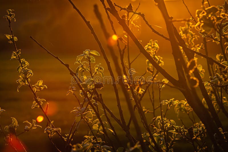 Trees with Green Leaves, Illuminated by the Setting Sun Stock Photo ...