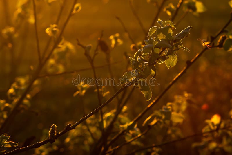 Trees with Green Leaves, Illuminated by the Setting Sun Stock Photo ...