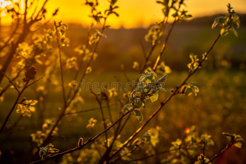 Trees with Green Leaves, Illuminated by the Setting Sun Stock Image ...