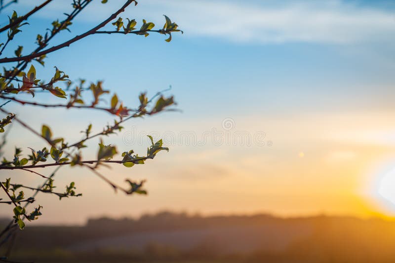 Trees with Green Leaves, Illuminated by the Setting Sun Stock Photo ...