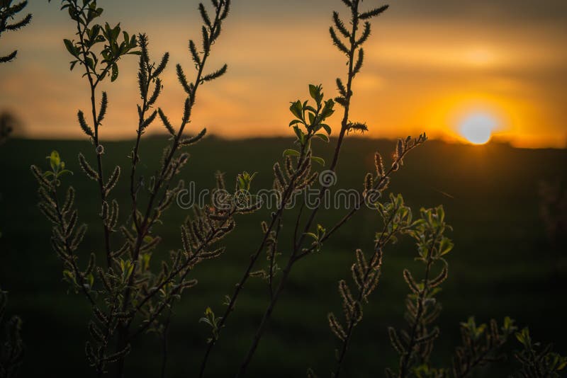 Trees with Green Leaves, Illuminated by the Setting Sun Stock Image ...