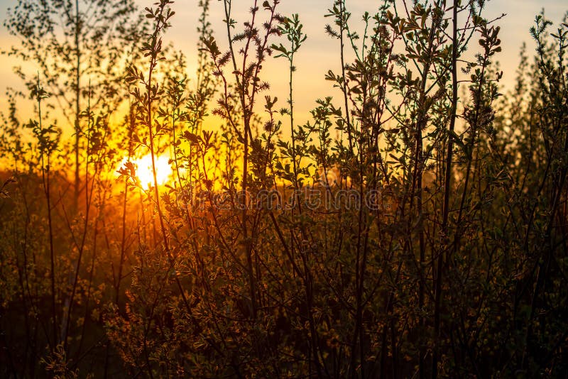 Trees with Green Leaves, Illuminated by the Setting Sun Stock Image ...