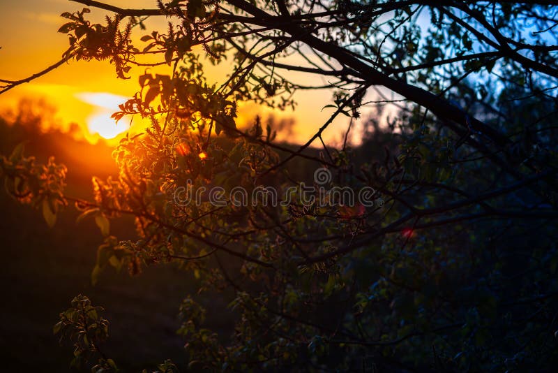 Trees with Green Leaves, Illuminated by the Setting Sun Stock Image ...