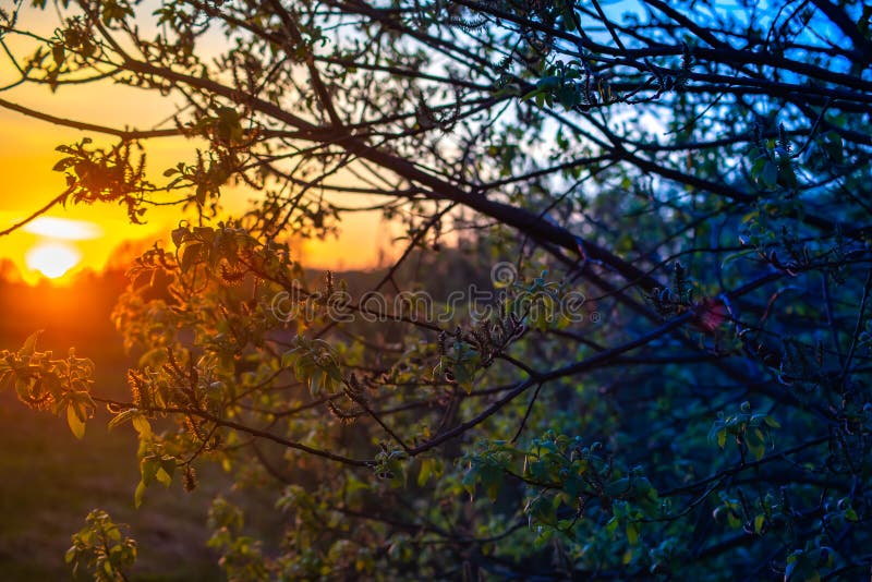 Trees with Green Leaves, Illuminated by the Setting Sun Stock Photo ...