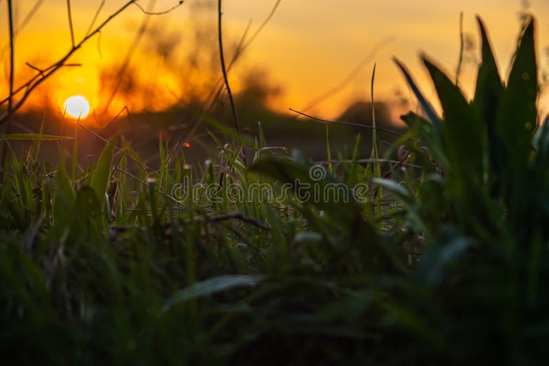 Trees with Green Leaves, Illuminated by the Setting Sun Stock Image ...