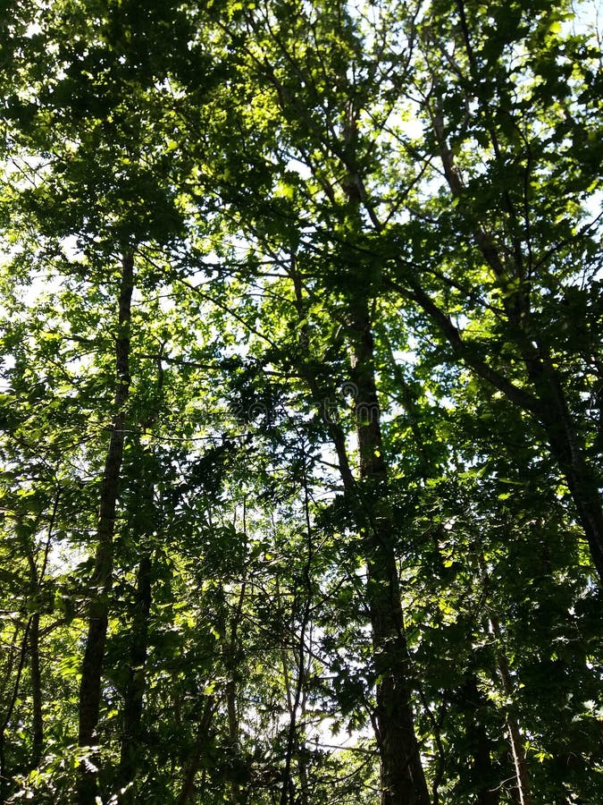 Trees with green leaves stock image. Image of trees - 195767721