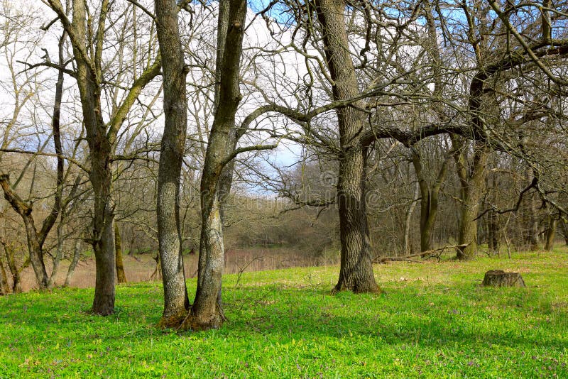 Trees on Green Meadow in Forest Stock Photo - Image of park, green ...