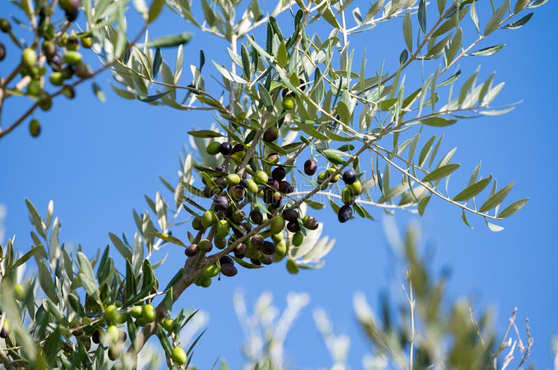 Trees with green olives stock photo. Image of agriculture - 338515910