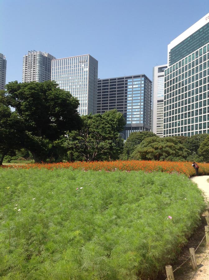 Trees in a Green Park in Tokyo Editorial Photo - Image of downtown ...
