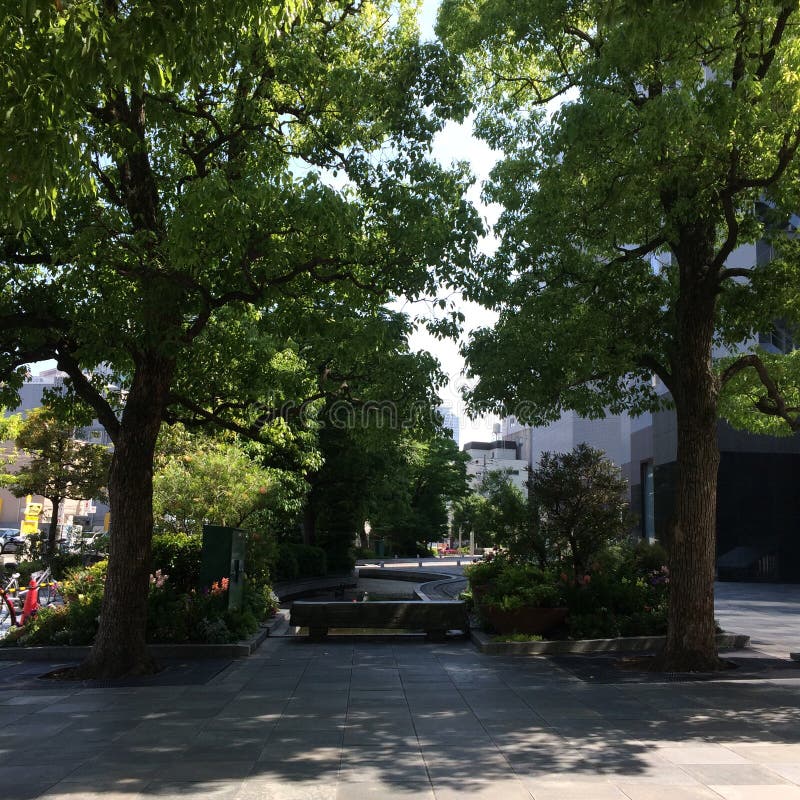 In between trees stock image. Image of small, square - 135274295