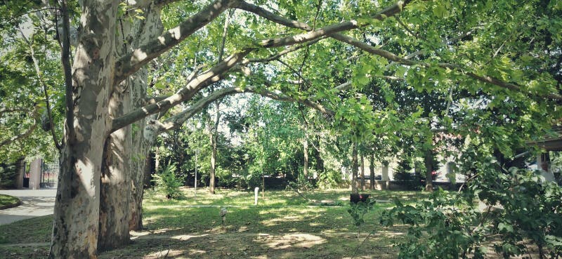 Trees green in the summer stock image. Image of trees - 151444519