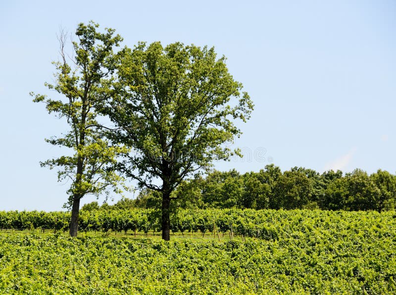 Trees in green vineyard stock photo. Image of vines, leafy - 25241996