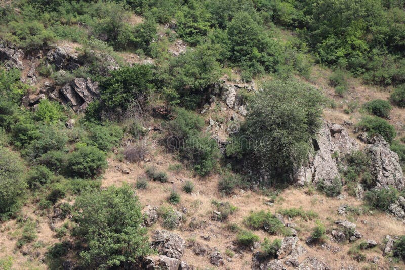 Trees on rocks stock image. Image of nature, summer - 177629387