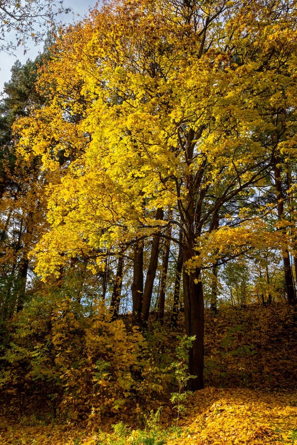 Trees and Ground Full of Yellow Leaves at Autumn Stock Photo - Image of ...