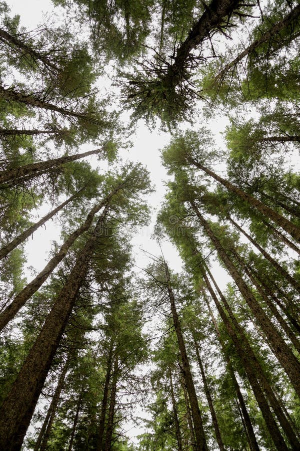 Trees from the ground up stock image. Image of ground - 254113831