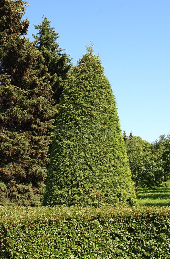 Trees grove stock image. Image of peace, branch, grass - 3007255