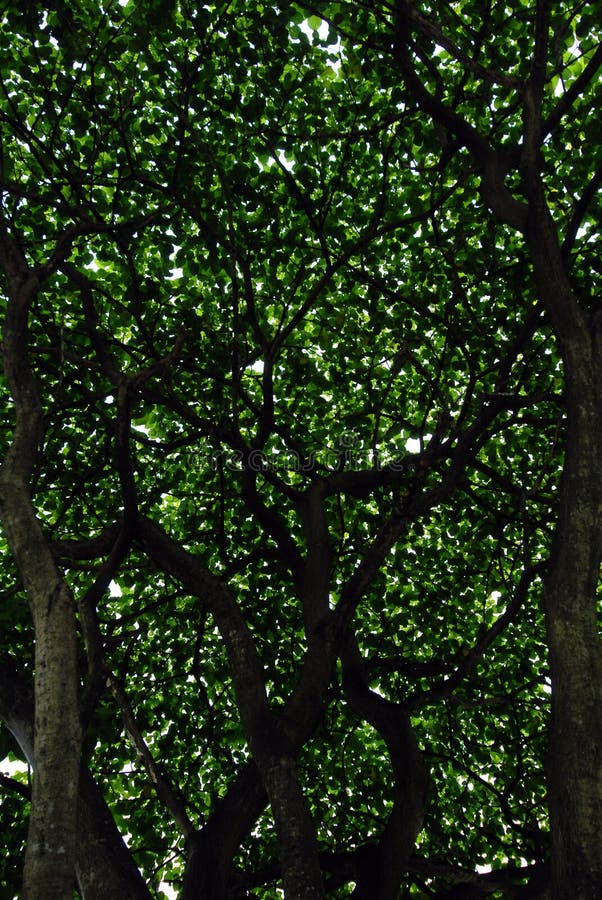 Trees that grow adjacent stock image. Image of enter - 58925479