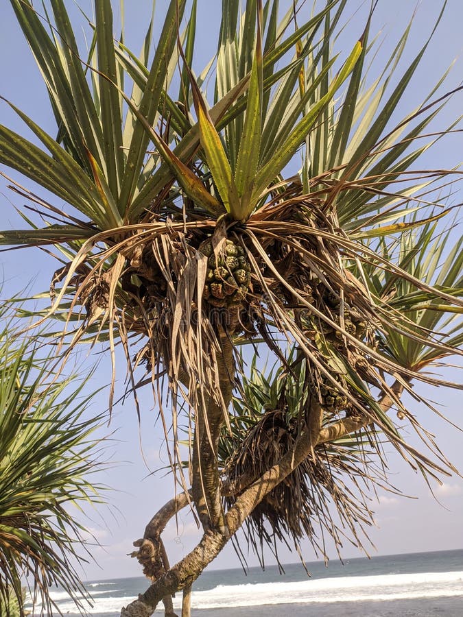 Trees grow along the beach stock image. Image of evergreen - 262420281